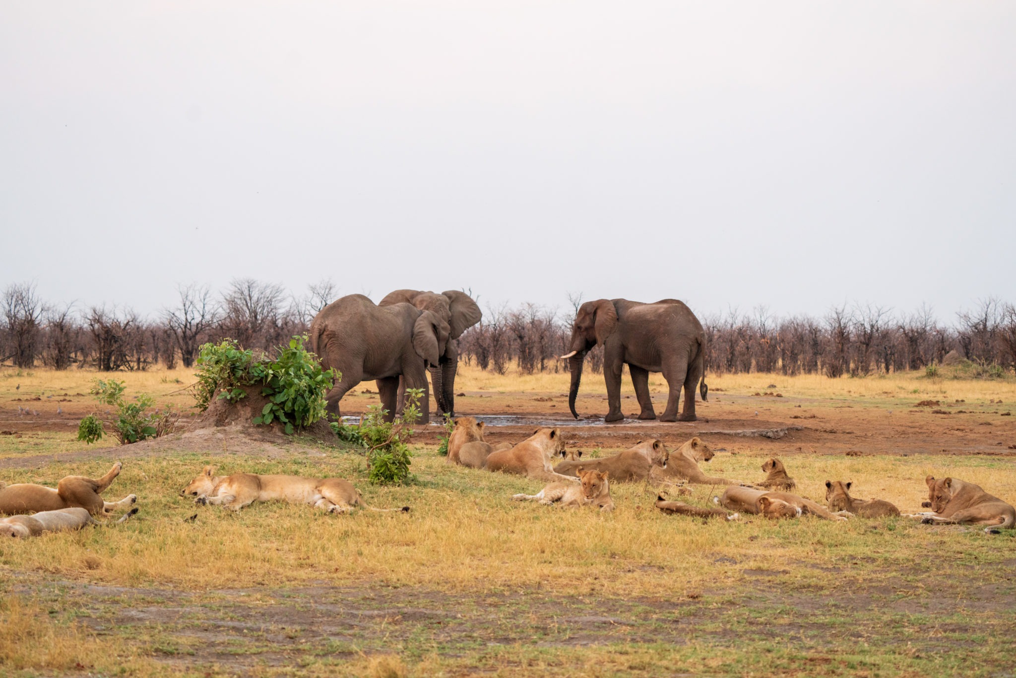 Okavango & Savuti Combo Safari | Luxury Botswana Safari | SAFARI FRANK