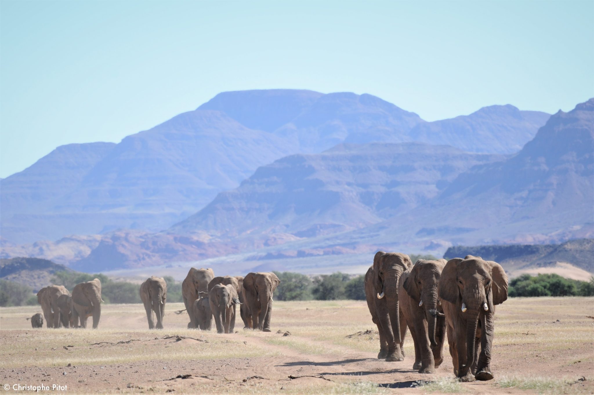 Volunteering in Namibia | EHRA Desert Elephant | SAFARI FRANK