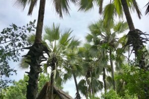 Victoria Falls Waterfront | Livingstone Zambia | SAFARI FRANK