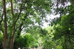 Victoria Falls Waterfront | Livingstone Zambia | SAFARI FRANK