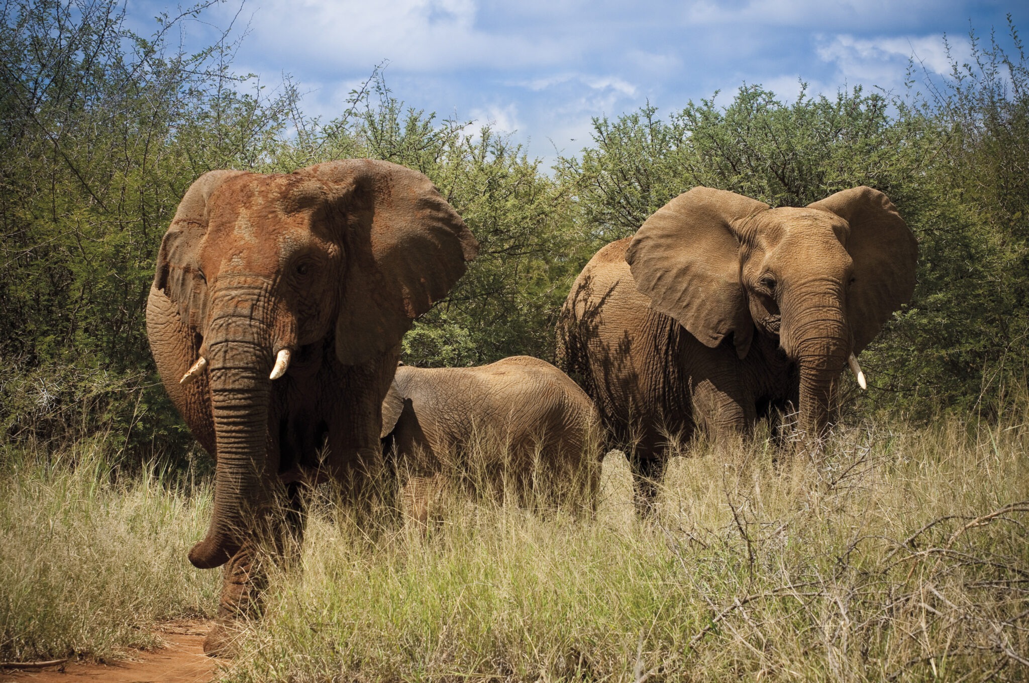 5 Fascinating Facts About Safaris in South Africa Compared to Other ...