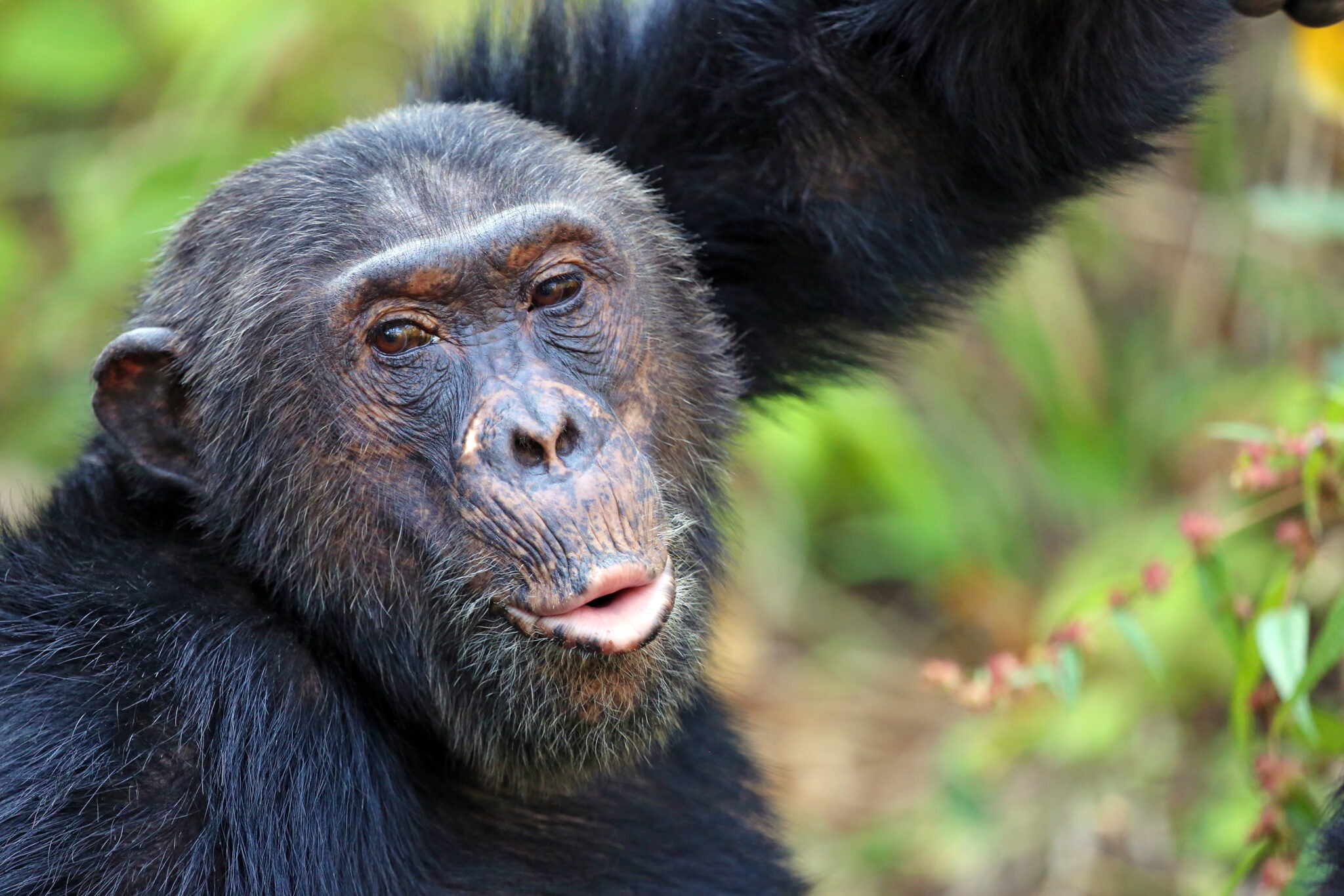 7-Night Pristine Wilderness and Chimpanzee Safari in Tanzania | SAFARI ...