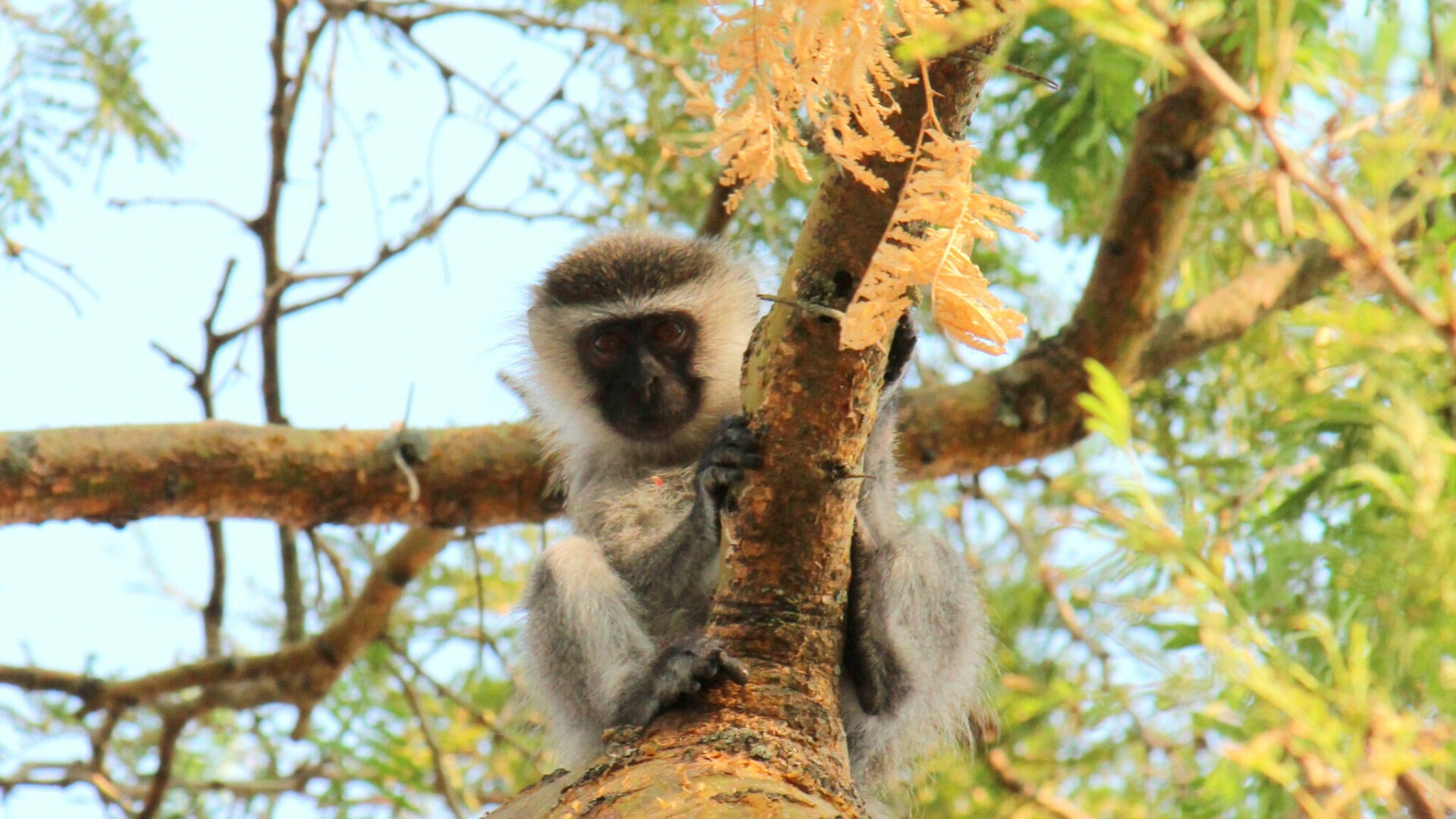 Ndali Lodge | Kibale Forest National Park | SAFARI FRANK
