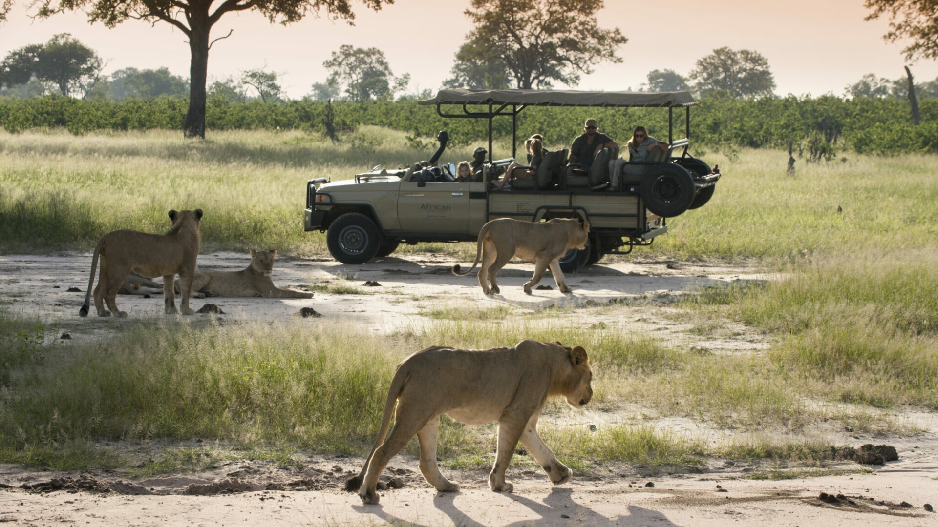 Somalisa Acacia | Hwange National Park | SAFARI FRANK