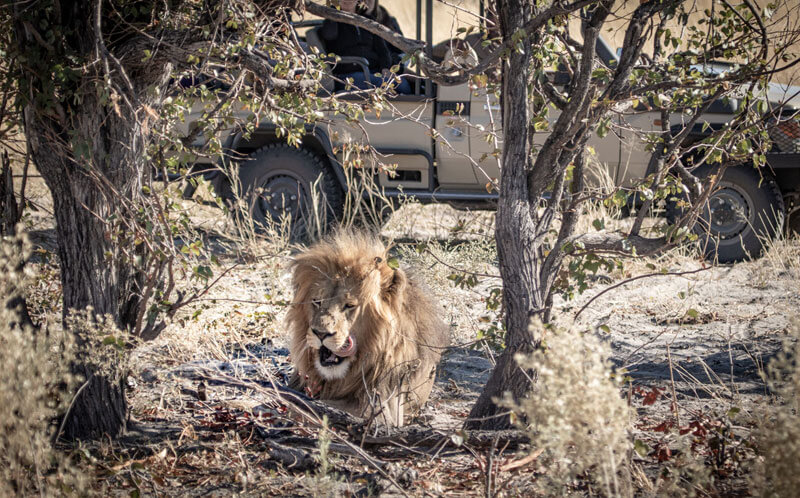 Mma Dinare | SAFARI FRANK