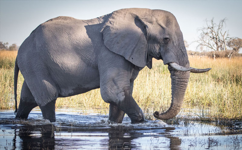 Mma Dinare | SAFARI FRANK