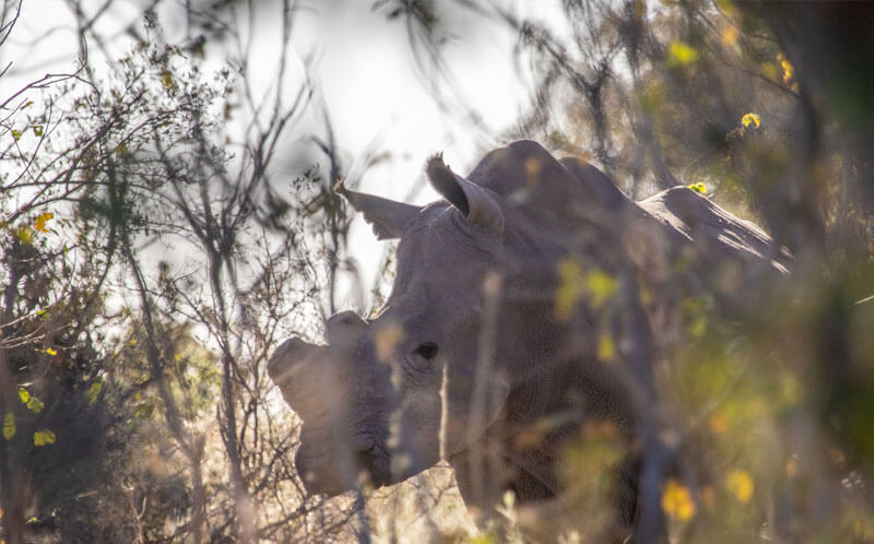 Mma Dinare | SAFARI FRANK
