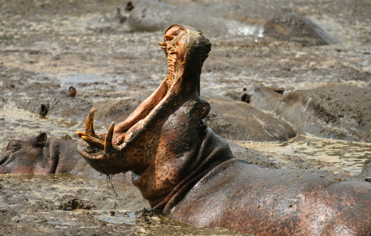 Mbali Mbali Katavi | SAFARI FRANK