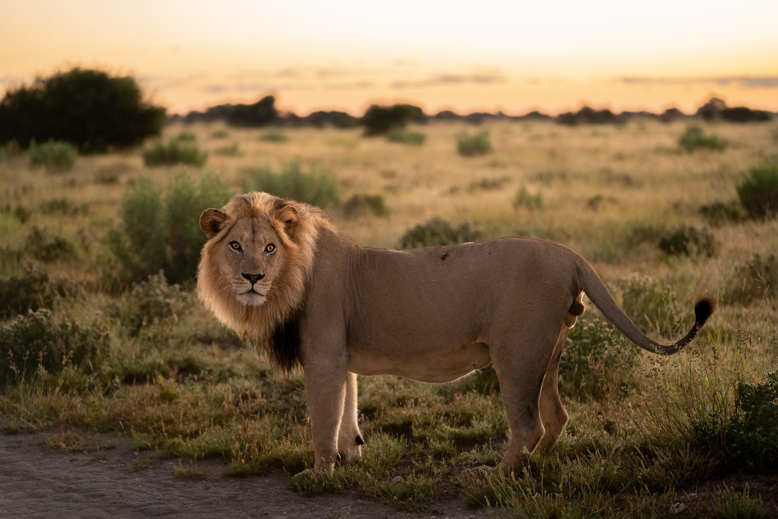 Online Field Guide Course - On Demand | SAFARI FRANK