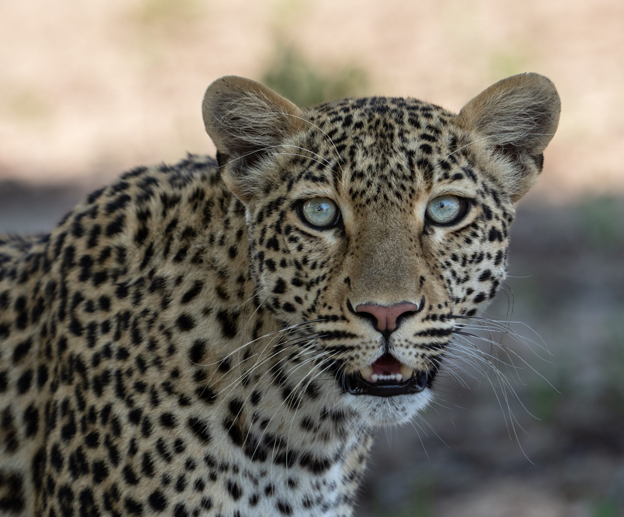 Leopard Lovers Safari | Luxury Photographic Safari | SAFARI FRANK