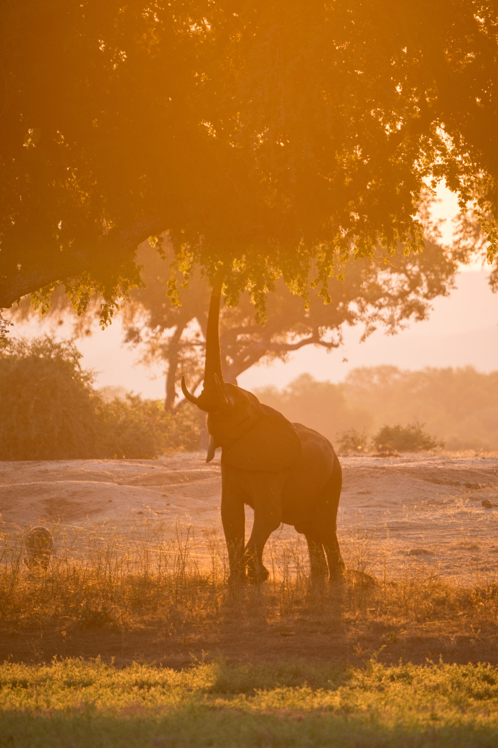 Frank's Favorite Safari Camp of the Month: Kutali Camp Lower Zambezi ...