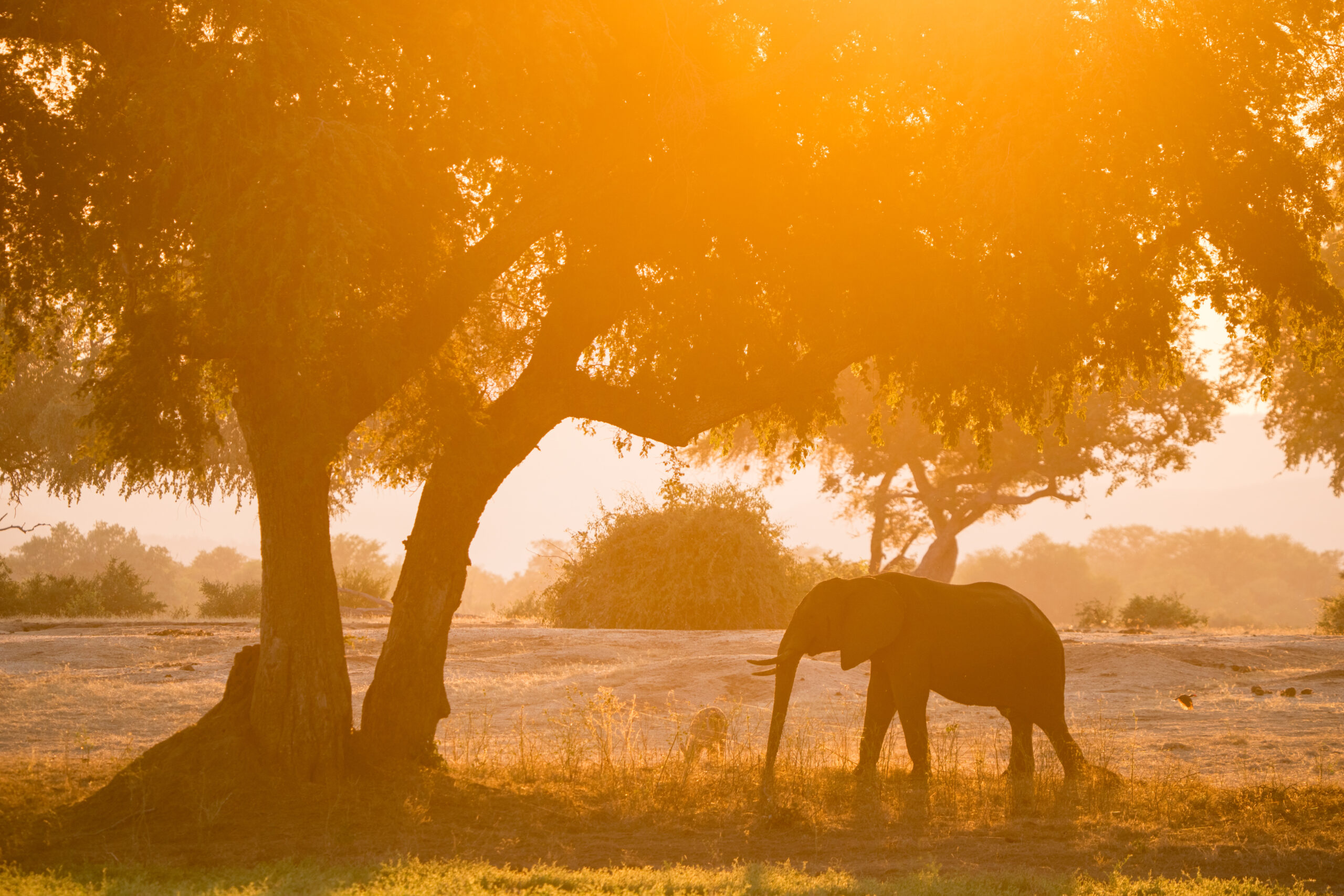 Frank's Favorite Safari Camp of the Month: Kutali Camp Lower Zambezi ...