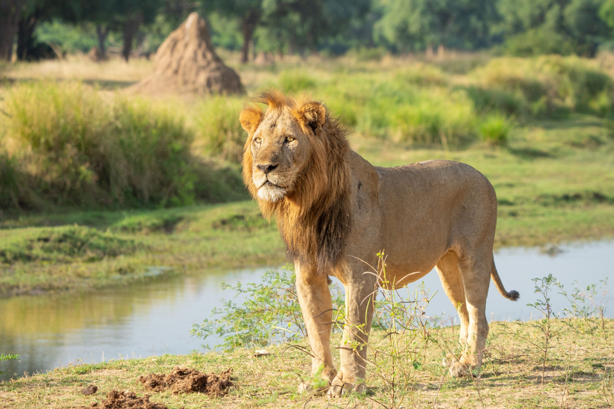 Frank's Favorite Safari Camp of the Month: Kutali Camp Lower Zambezi ...