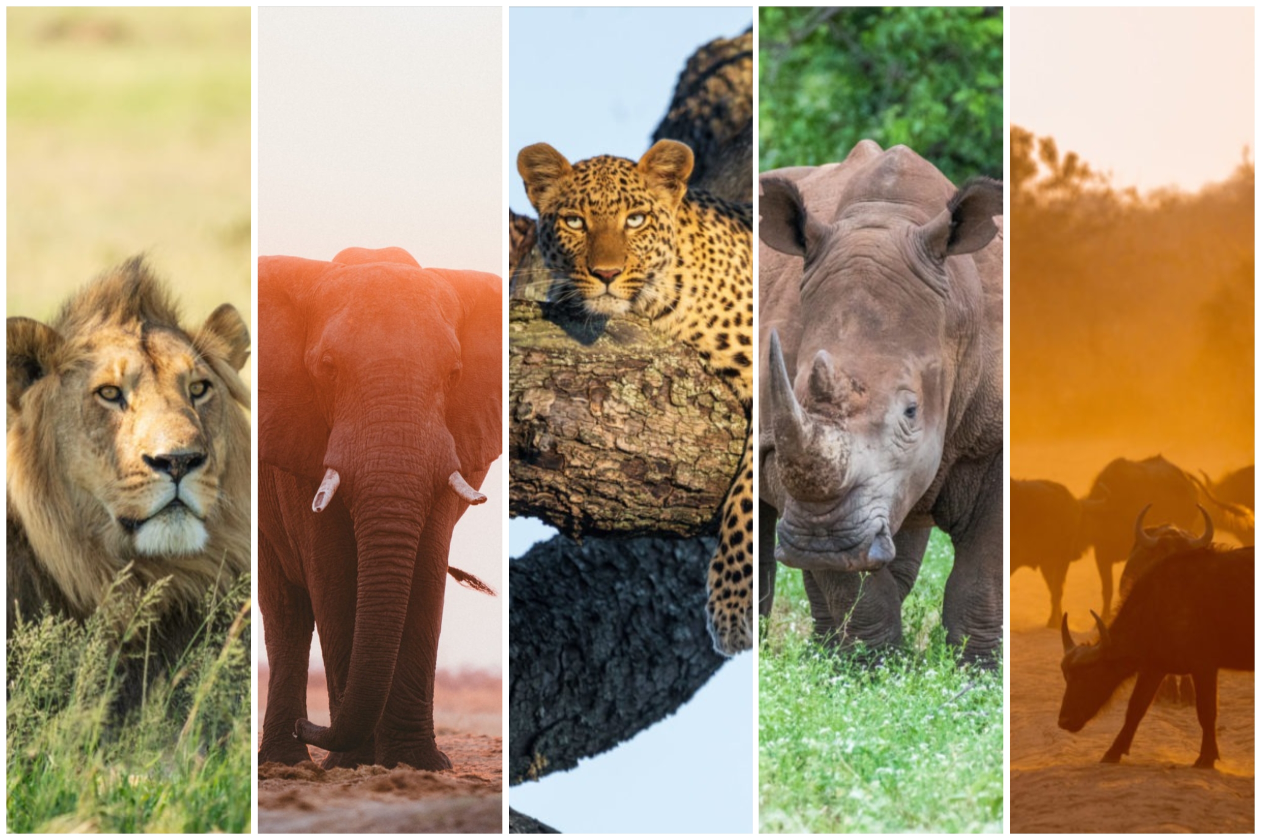 Conservation in Focus: Protecting the Big Five | SAFARI FRANK