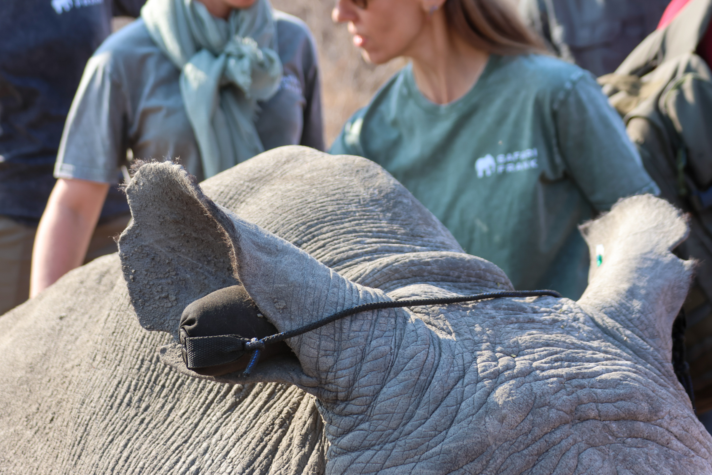 Greater Kruger Rhino Dehorning | SAFARI FRANK UK