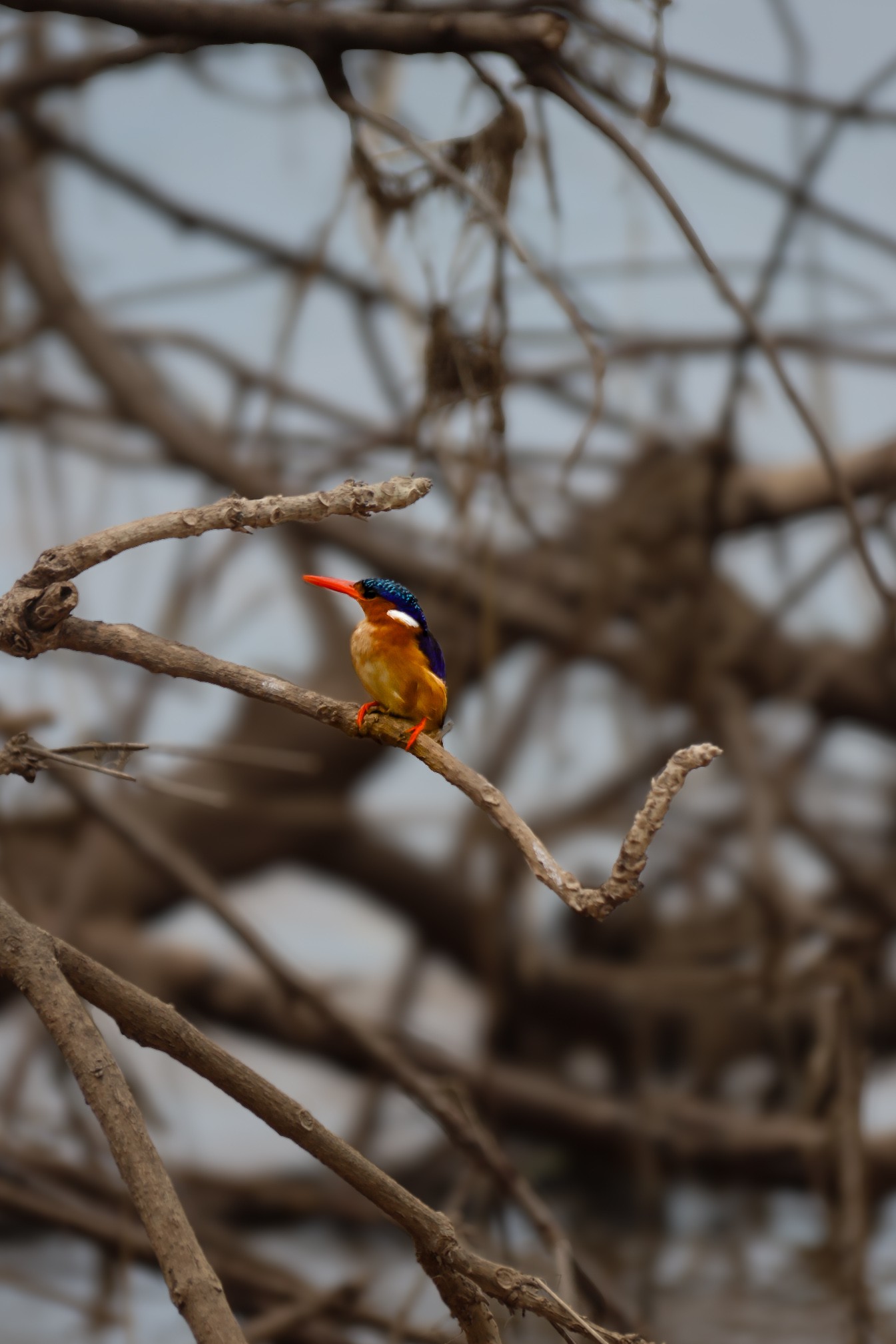 Safari in the South Luangwa National Park during Emerald Season ...