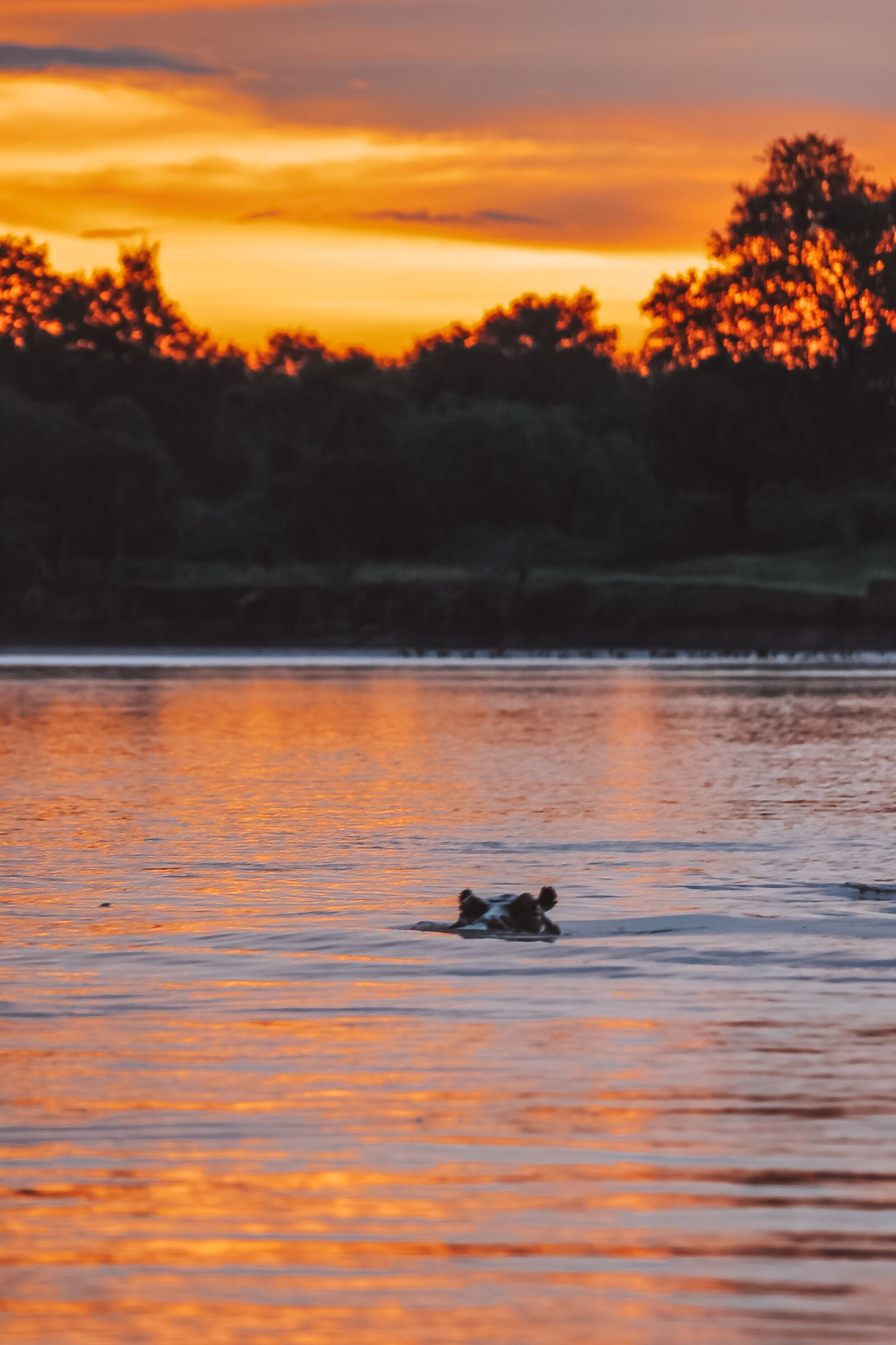 Safari in the South Luangwa National Park during Emerald Season ...