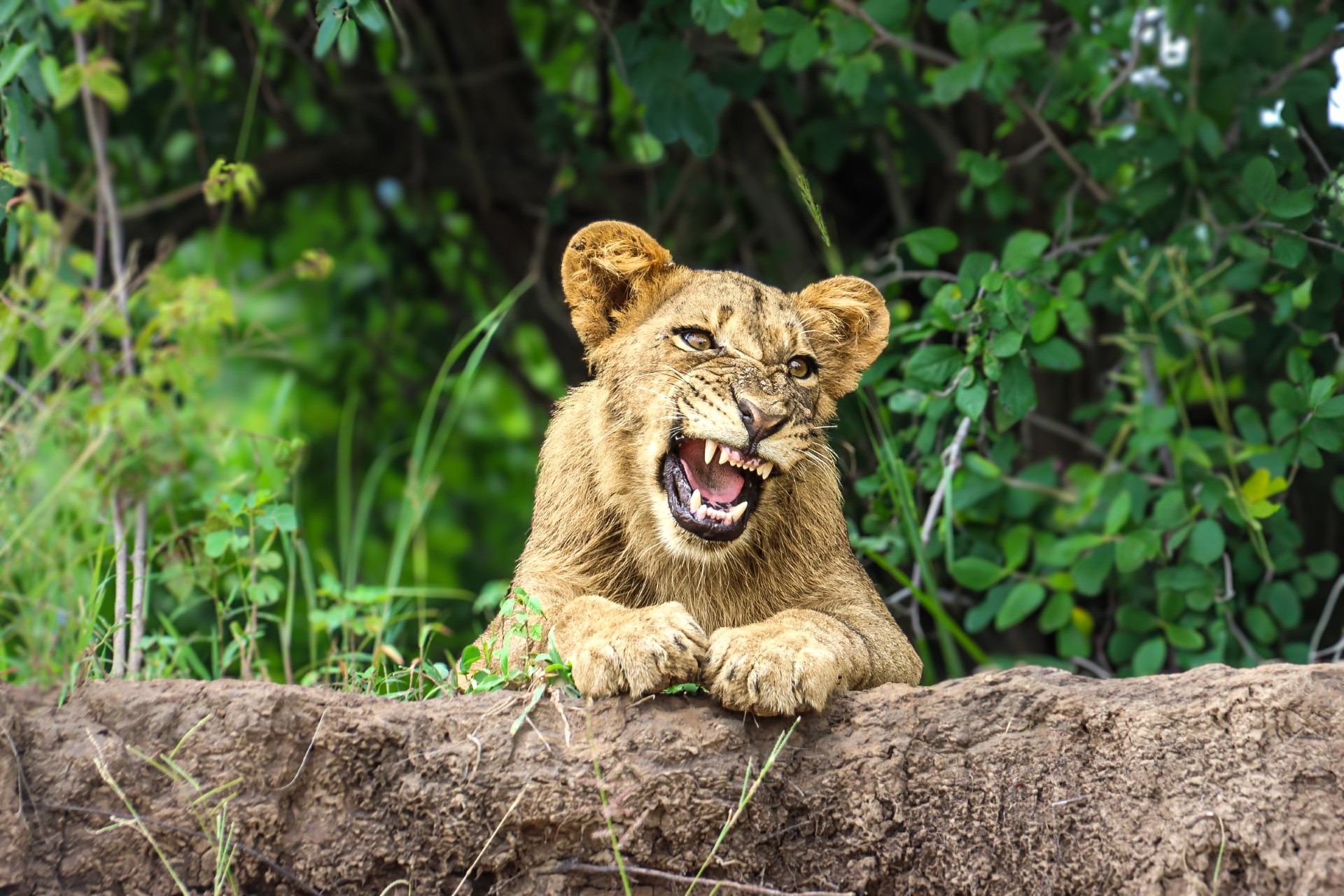 Safari in the South Luangwa National Park during Emerald Season ...