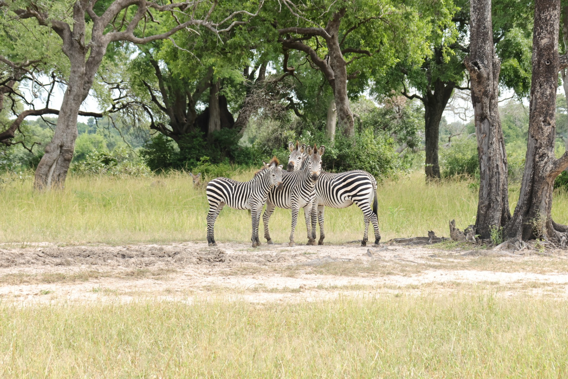Safari in the South Luangwa National Park during Emerald Season ...